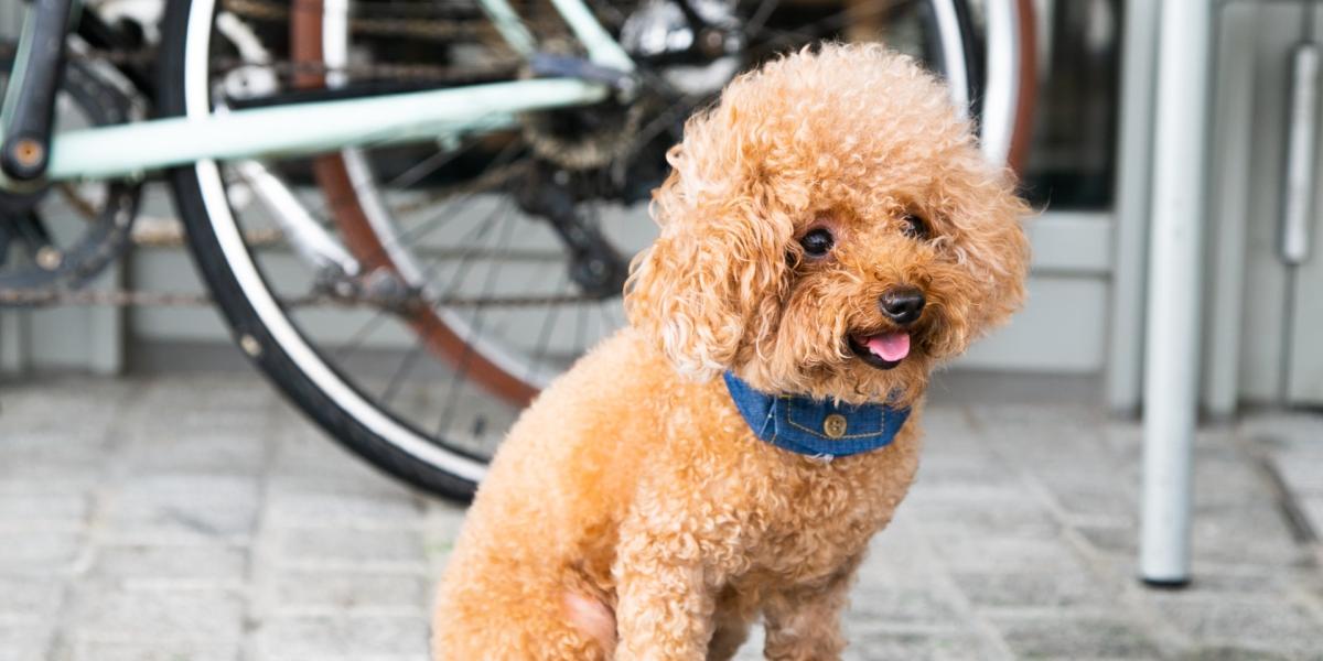Visiter Auxerre avec son chien | Office de tourisme d'Auxerre et de l ...